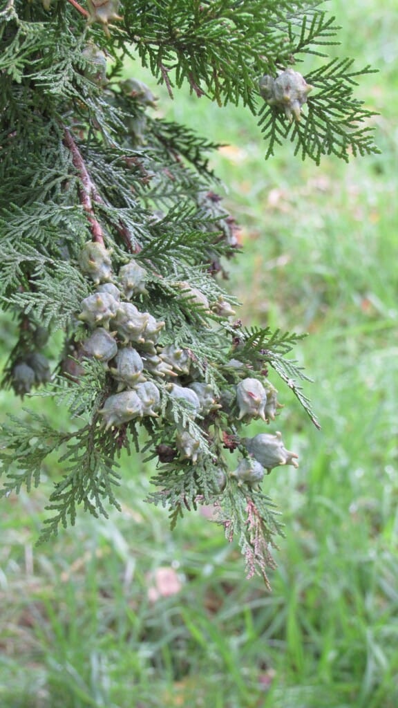 Lawson Cypress ‘Columnaris Glauca’ | Burton Constable Holiday Park