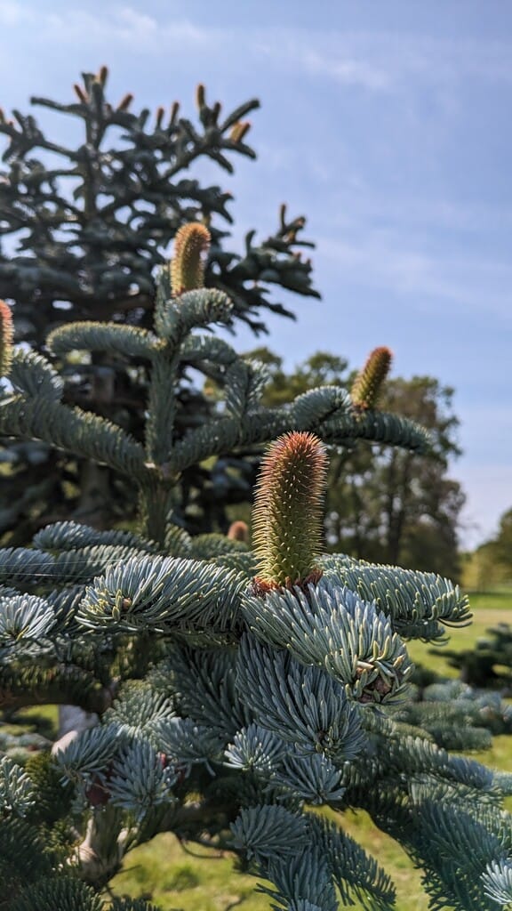 The Arboretum | Burton Constable Holiday Park