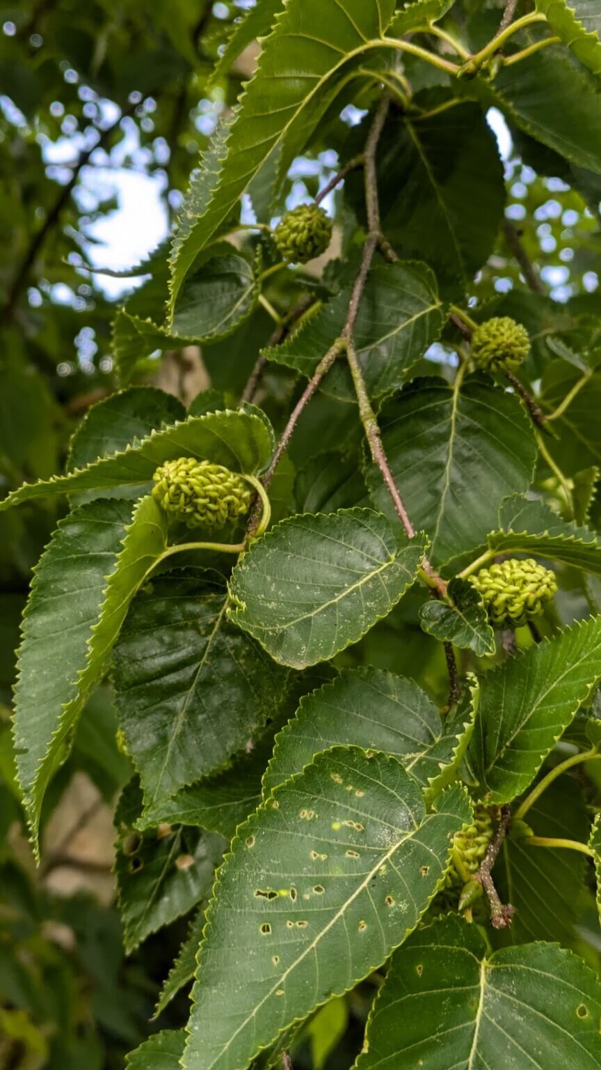 Common Alder | Burton Constable Holiday Park